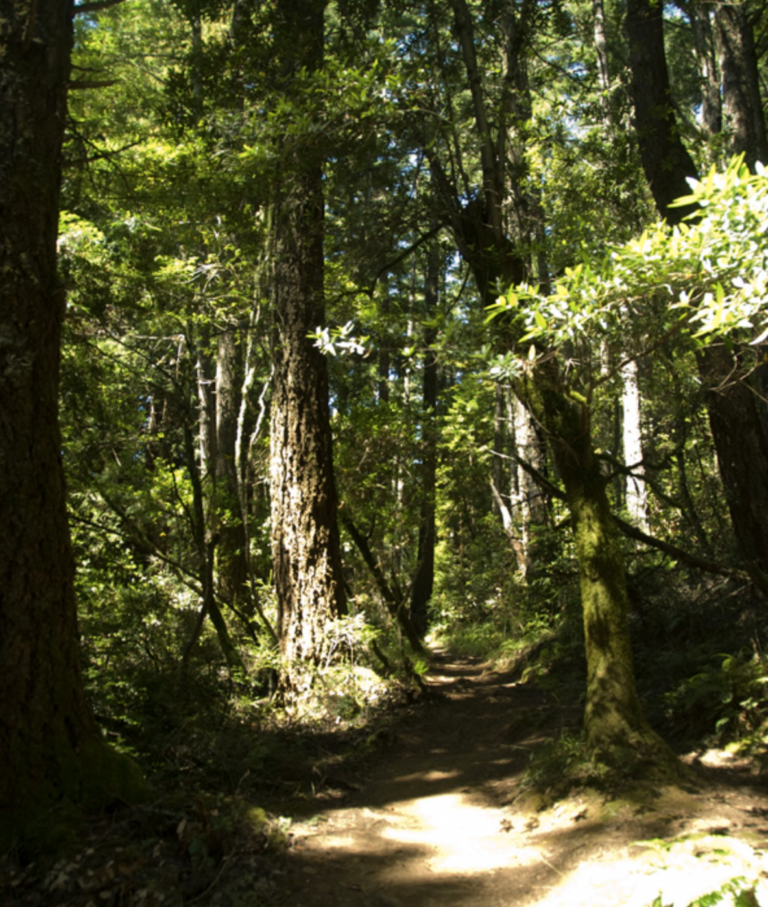 Jeffrey Stern’s Favorite Trail – The Dipsea – San Francisco Running Company